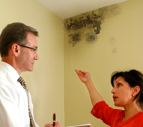 Mold Public Adjusters for Homeowners and Businesses in Miami